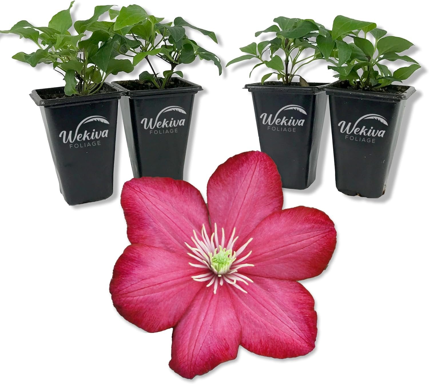 Clematis Ville de Lyon - 4 Live Starter Plants in 2 Inch Growers Pots ...