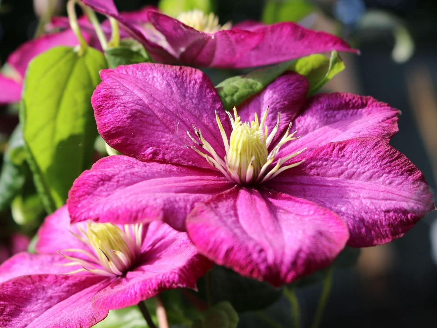 Clematis Ville de Lyon - Live Plant in a 4 Inch Growers Pot - Clematis ...