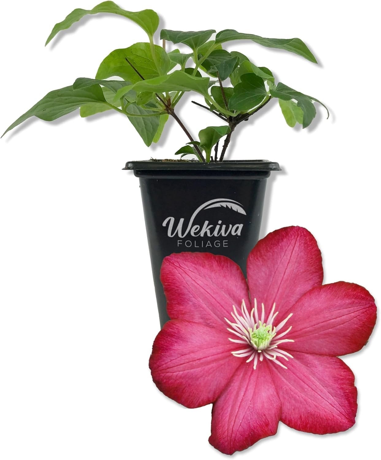 Clematis Ville de Lyon - Live Starter Plant in a 2 Inch Growers Pot ...