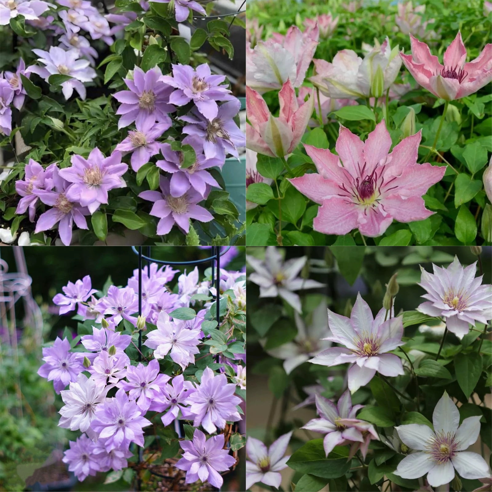 Clematis for sale(clematis vine)Garden decoration Balcony decoration ...