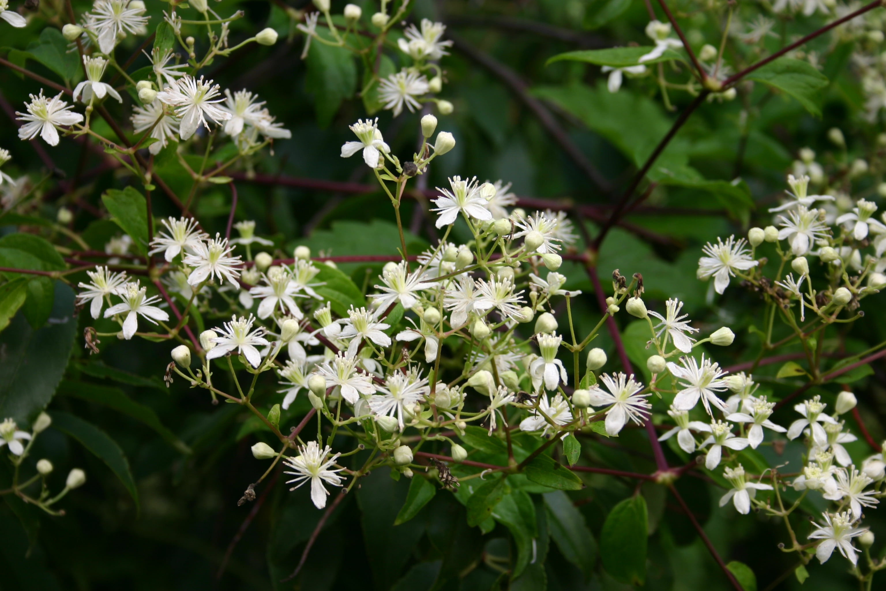 "Clematis virginiana - Fall Blooming Love Vine - Live Outdoor Full Sun ...