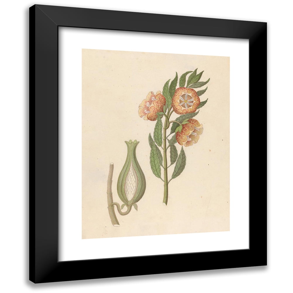 Clemenz Heinrich Wehdemann 12x14 Black Modern Framed Museum Art Print Titled - Asclepias ...
