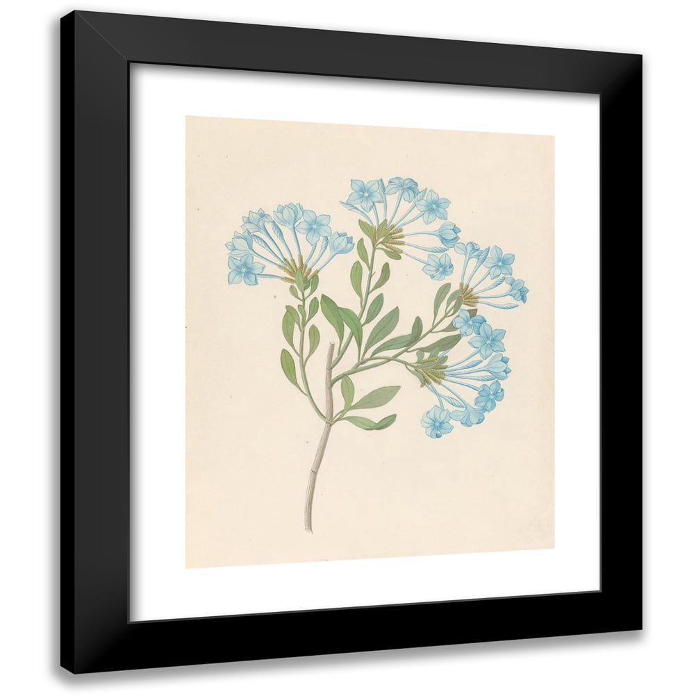 Clemenz Heinrich Wehdemann 12x14 Black Modern Framed Museum Art Print Titled - Plombagh Capensis ...