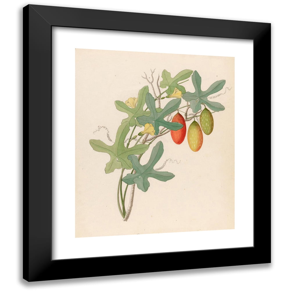 Clemenz Heinrich Wehdemann 15x17 Black Modern Framed Museum Art Print Titled - Cucumber ...