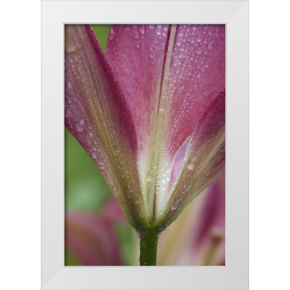 Clemons, Kathleen 17x24 White Modern Wood Framed Museum Art Print ...