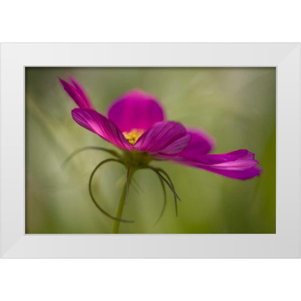 Clemons, Kathleen 18x13 White Modern Wood Framed Museum Art Print ...