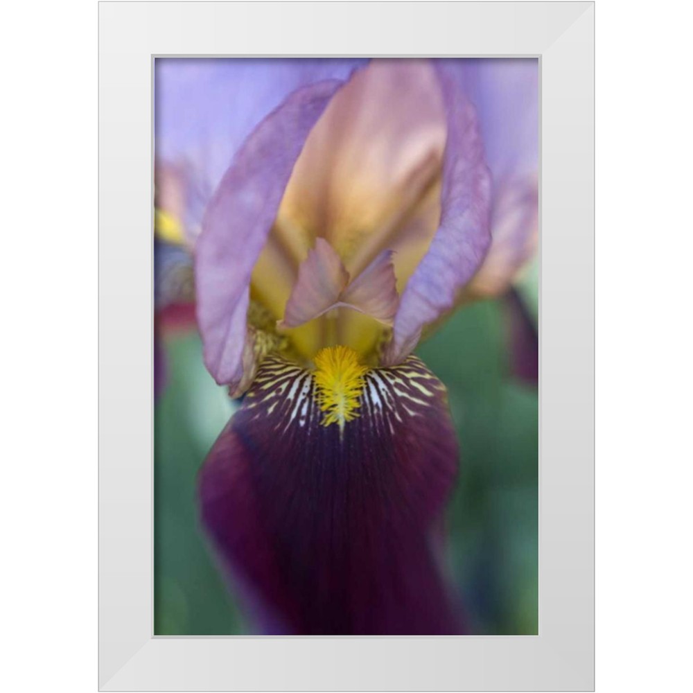 Clemons, Kathleen 23x32 White Modern Wood Framed Museum Art Print ...