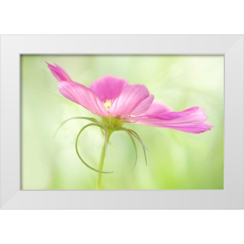 Clemons, Kathleen 24x17 White Modern Wood Framed Museum Art Print ...