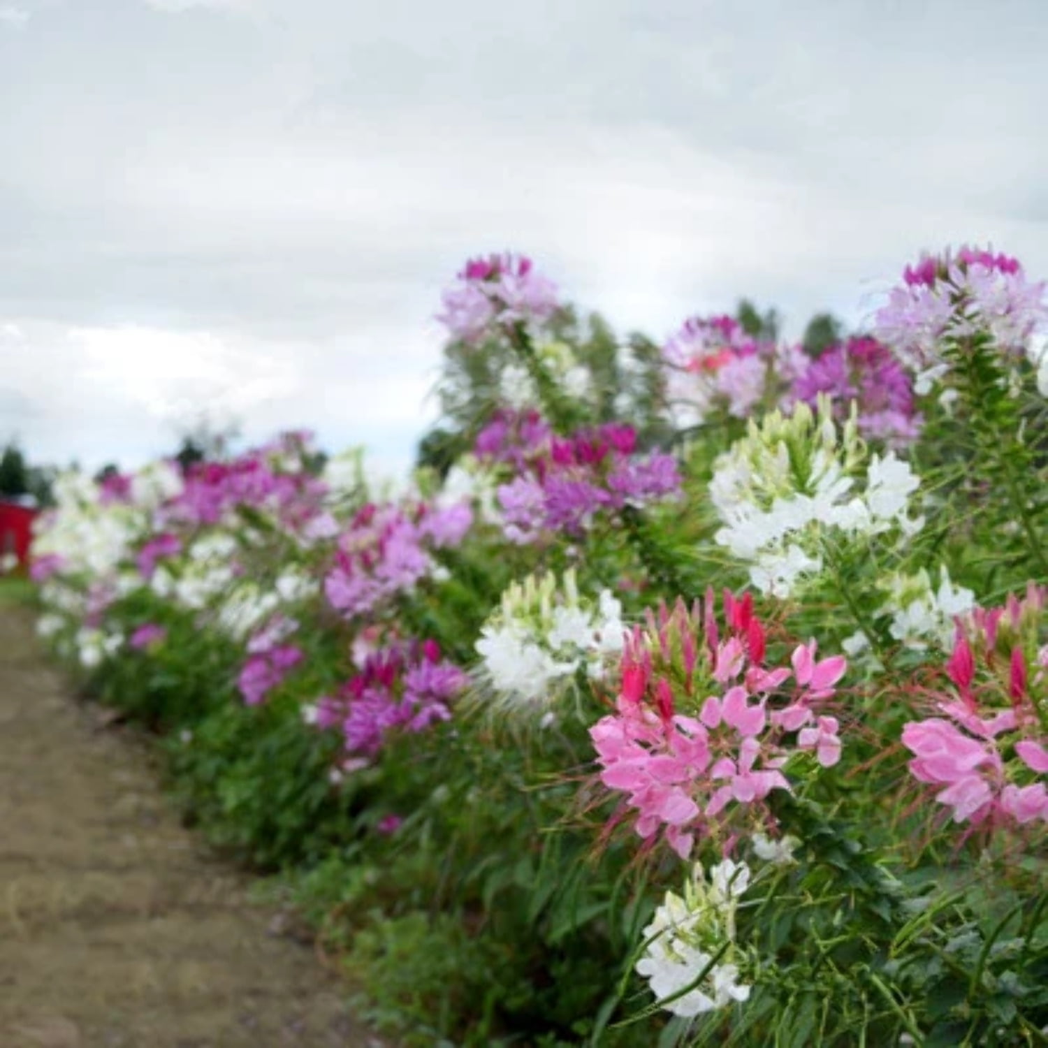 Cleome Seeds - Queen Mix Variety Seeds - Non-GMO - 50 Seeds - Walmart.com