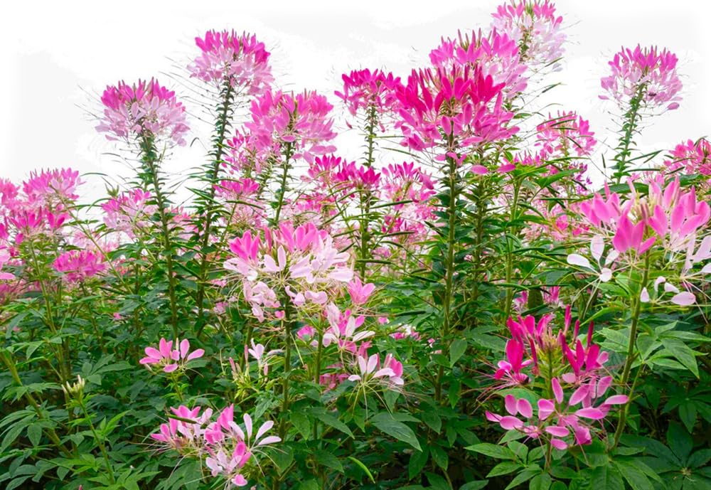 Cleome Spider Flower Seeds Mixed Color Wildflower Bee Plant 200 Seeds ...