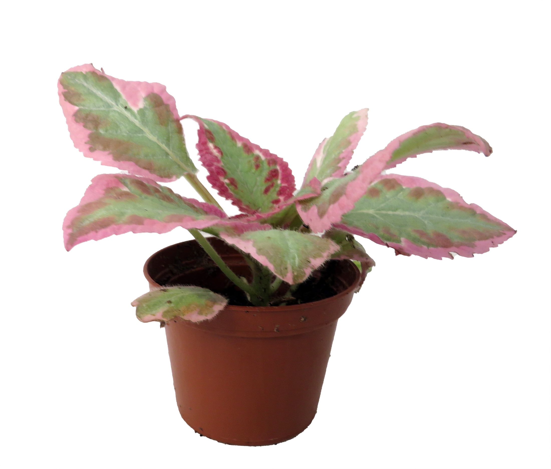 Cleopatra Pink Episcia - Flame Violet - Great House Plant - 2.5" Pot ...