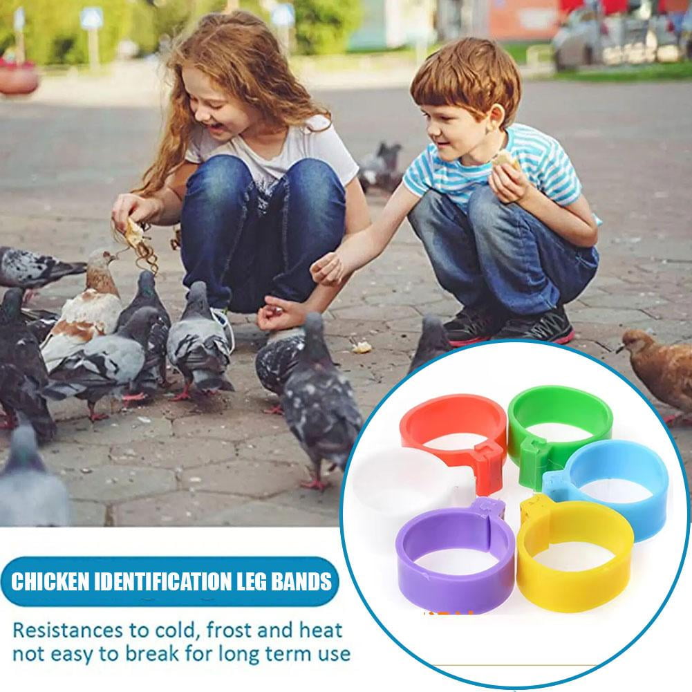 Clerance! 100Pcs Chicken Identification Leg Bands Chicken Leg Hen Leg ...
