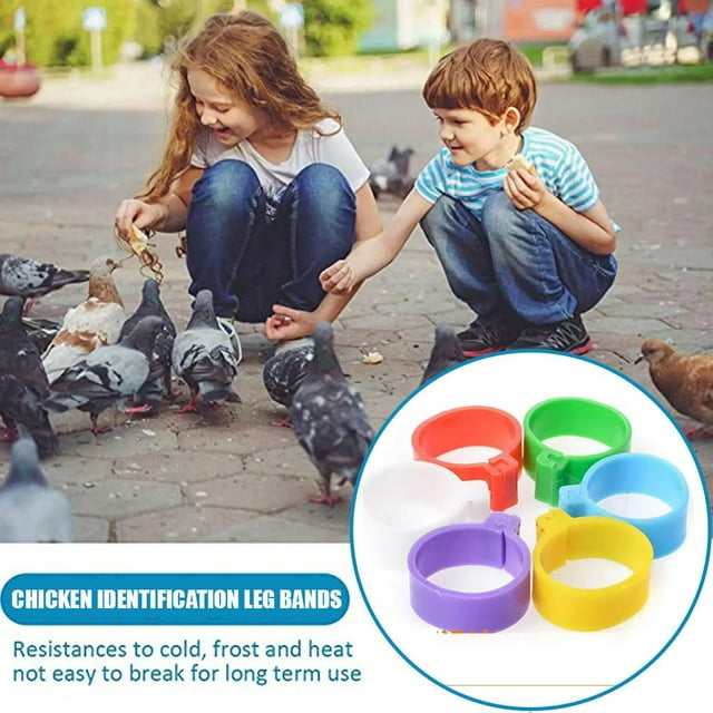 Clerance! 100Pcs Chicken Identification Leg Bands Chicken Leg Hen Leg ...