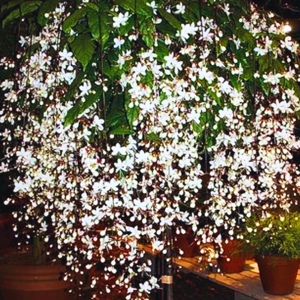 Clerodendrum Wallichii Live Plant, 8-12" Tall Dormant, Light Bulbs ...