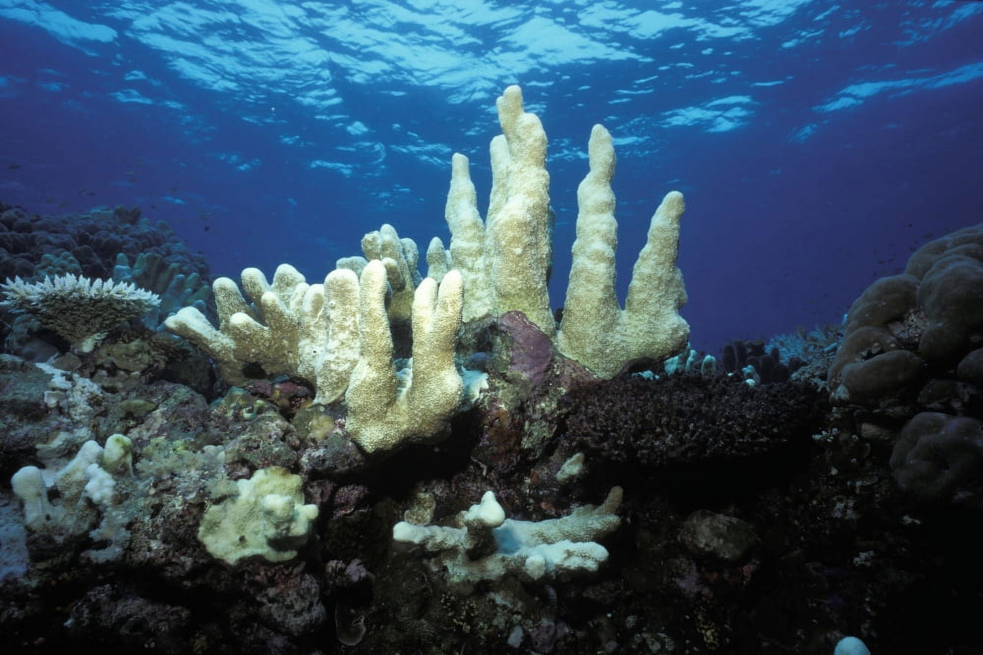 Climate change due to global warming degrades the health of coral reefs ...