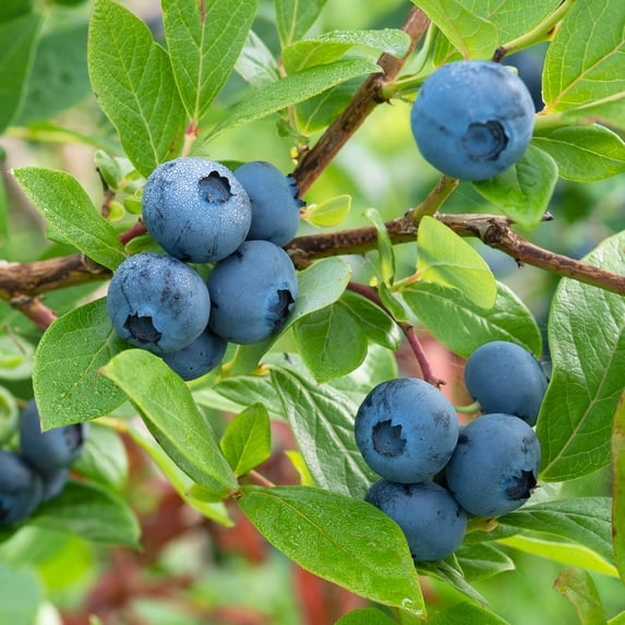 Expert Gardener Climax Rabbiteye Blueberry Bush (2.5 Gallon) Fruit ...
