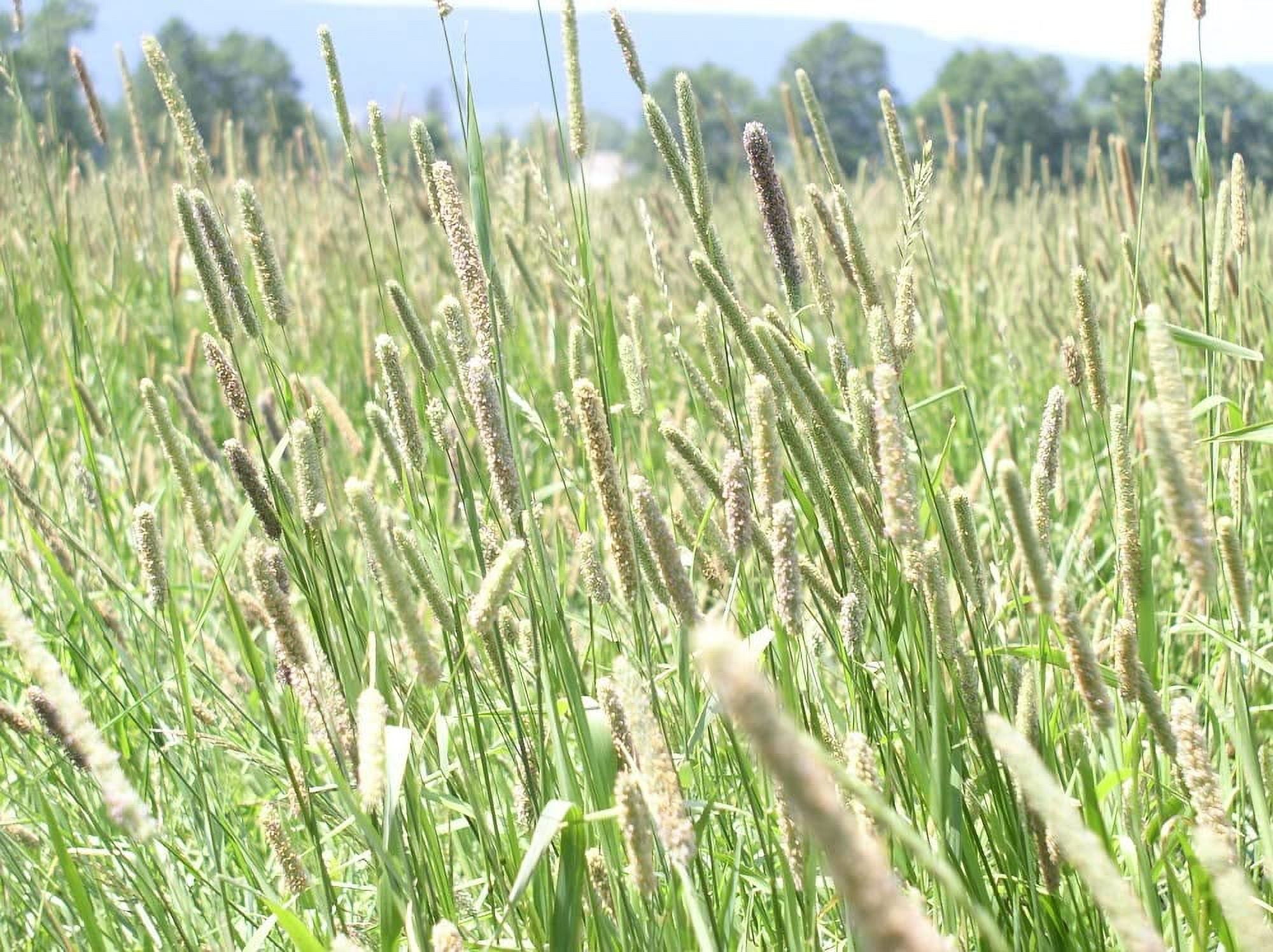 Climax Timothy Grass Seeds Gp27 1 Pound By
