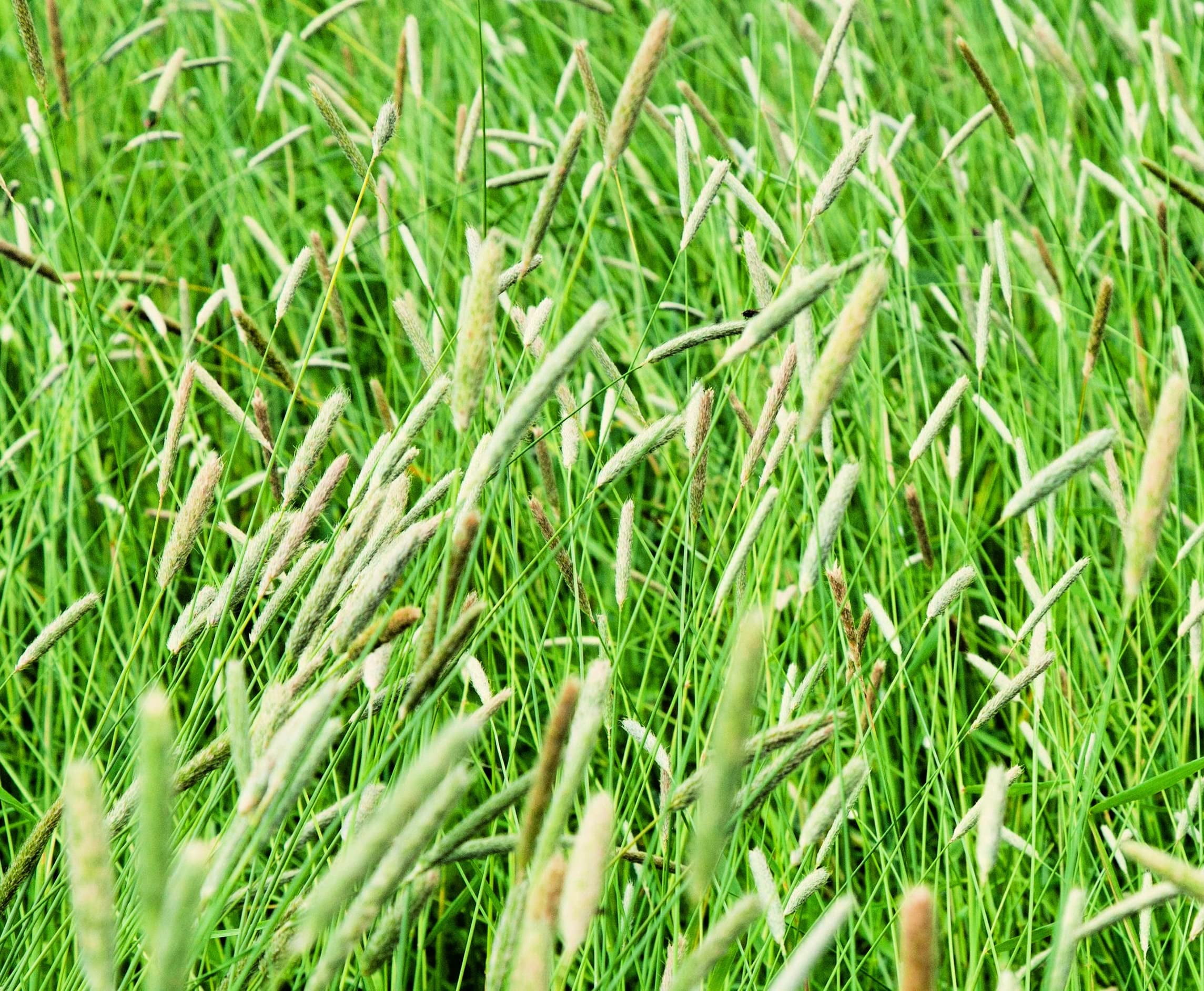 Climax Timothy Grass Seeds for Planting - Cover Crop, Hay Grass, Deer ...