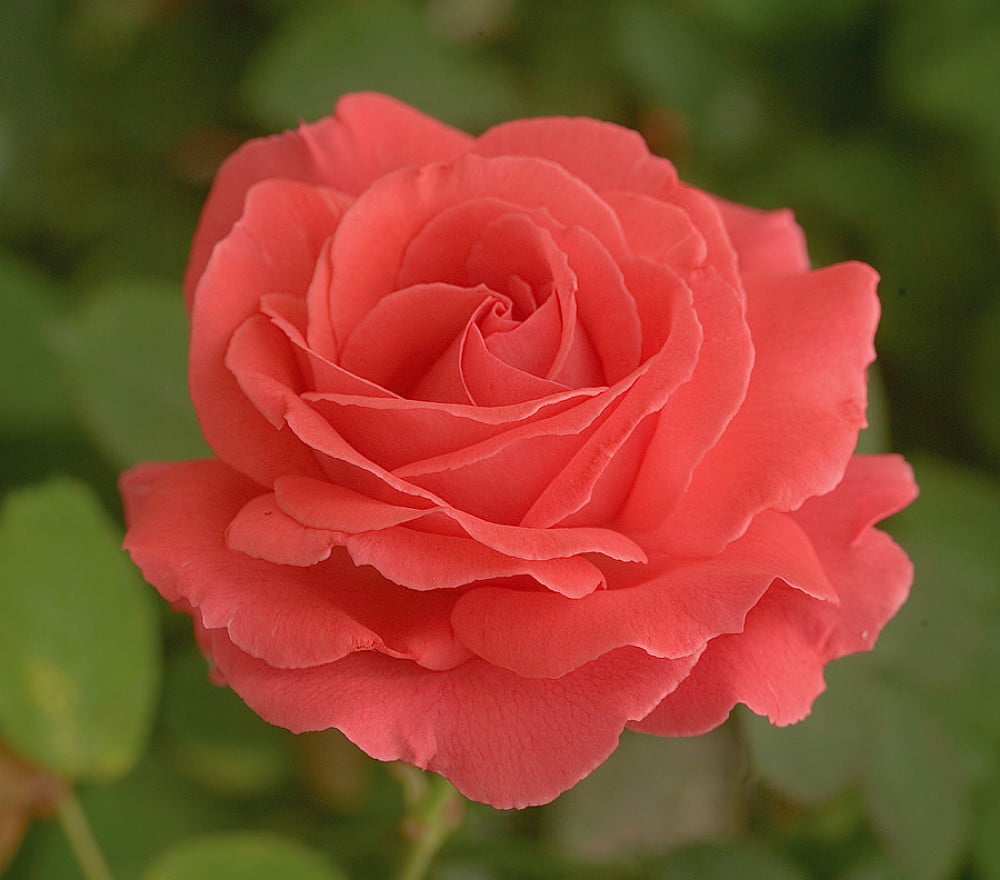 Climbing America Rose - Clover Scented - Coral Pink - 4" Pot - Walmart.com