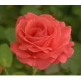 Climbing America Rose - Clover Scented - Coral Pink - 4" Pot - Walmart.com