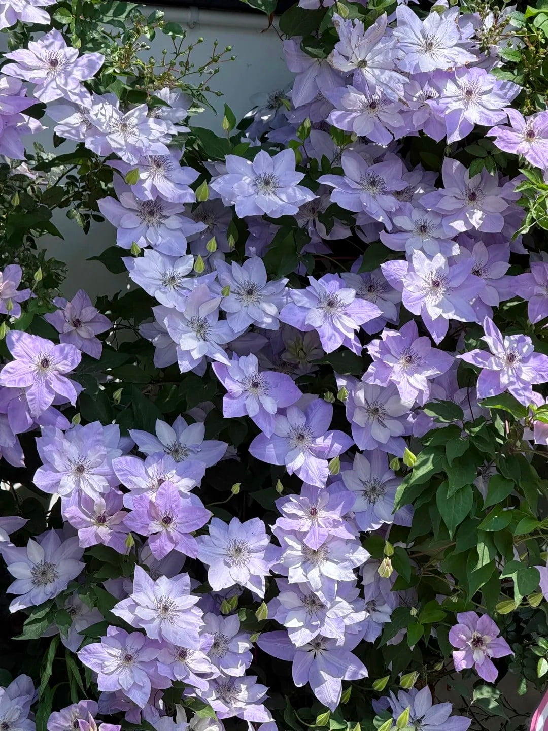 Climbing Clematis for Sale Exquisite Ornamental Blooms Simple To Grow Premium Stakes - Walmart.com