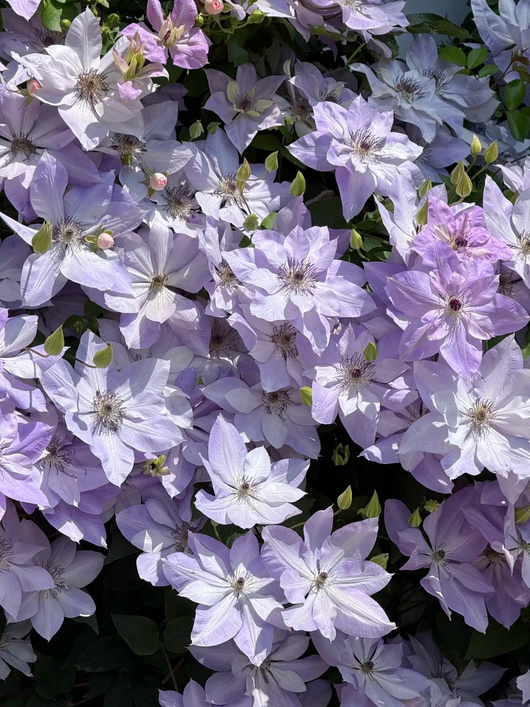 Climbing Clematis for Sale Exquisite Ornamental Blooms Simple To Grow Premium Stakes - Walmart.com