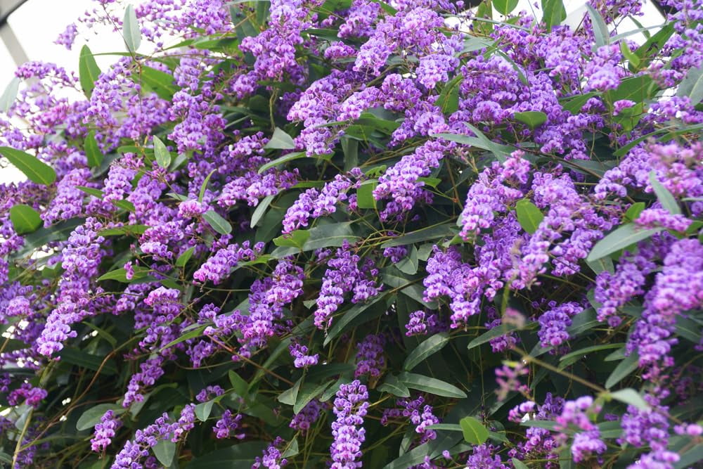 CZ Grain, Climbing Coral Pea Vine Seeds, 10 Seeds, Australian Native ...