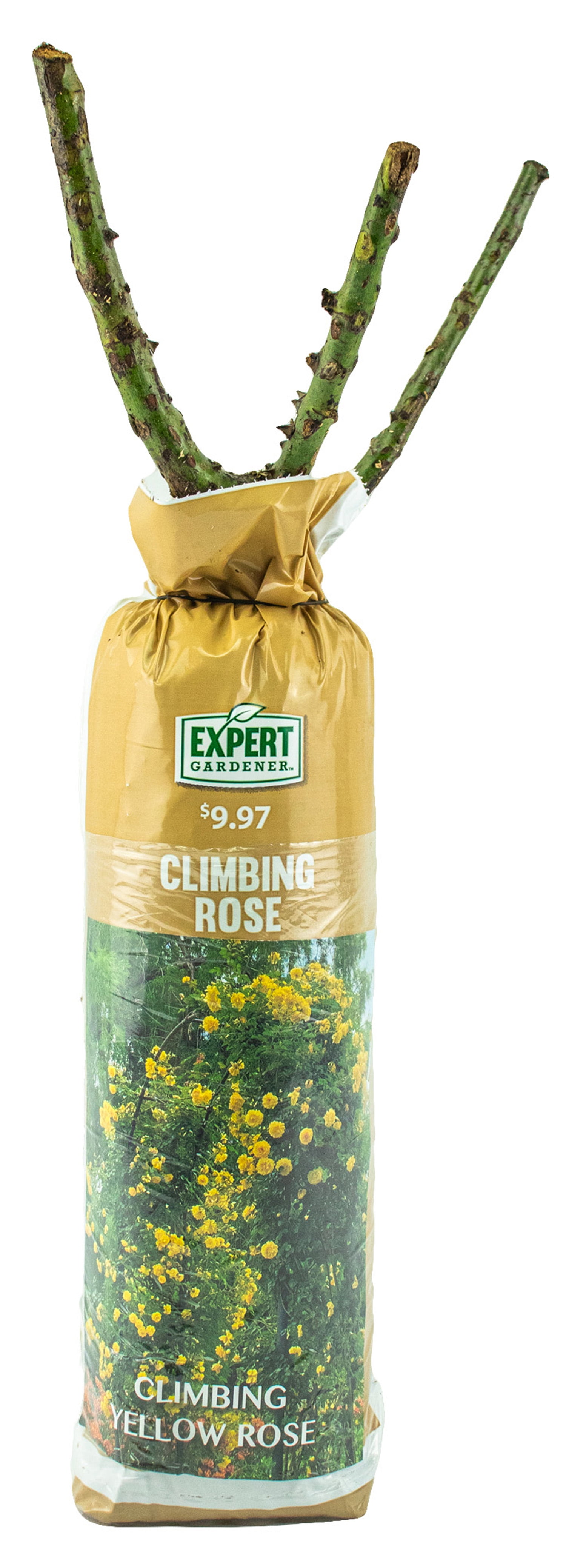 Expert Gardener Dormant Packaged Climbing Garden Rose Live Shrub for ...