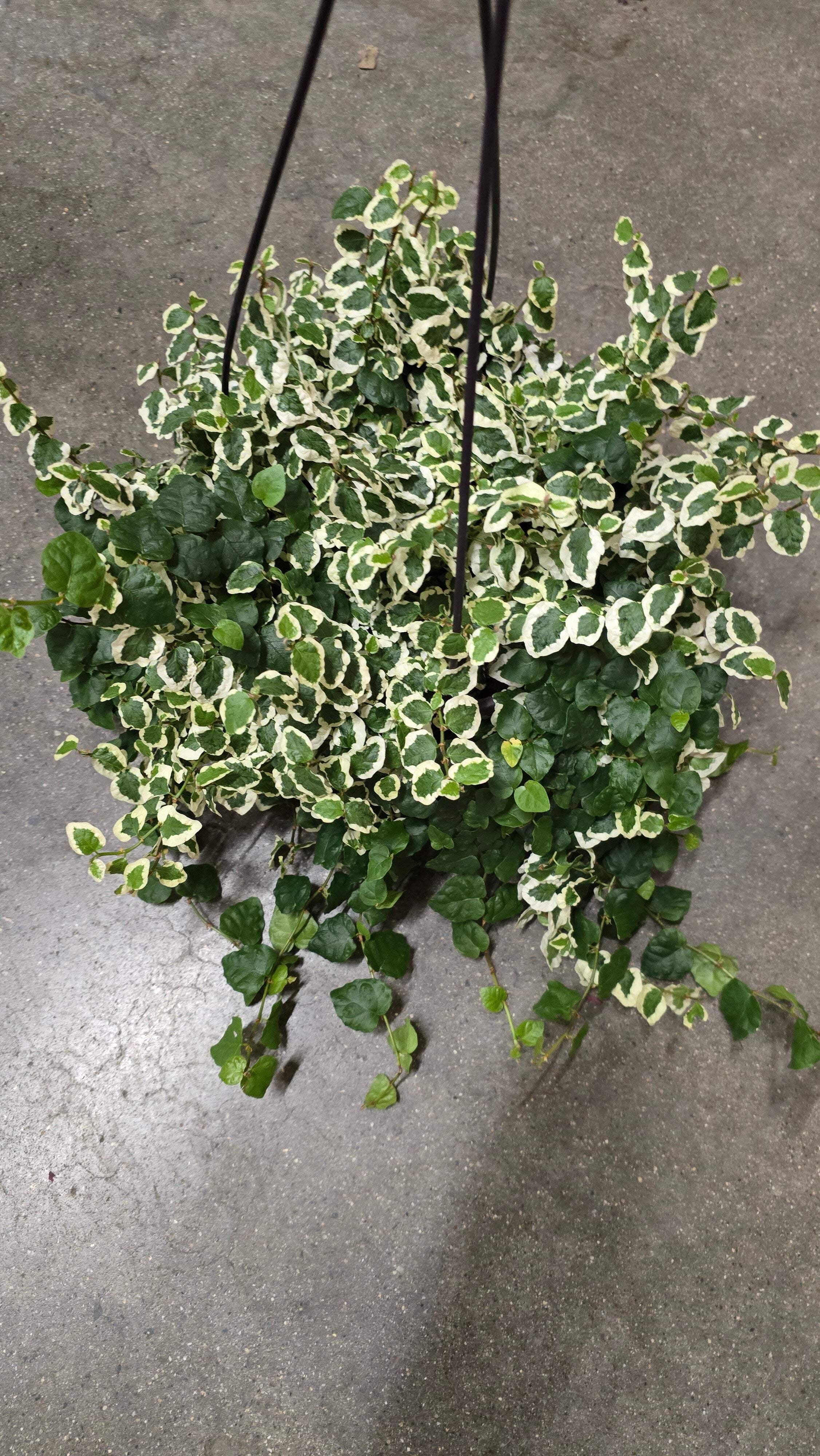 Climbing Fig Variegated in 8 inch pot - outdoor live plant - Walmart.com