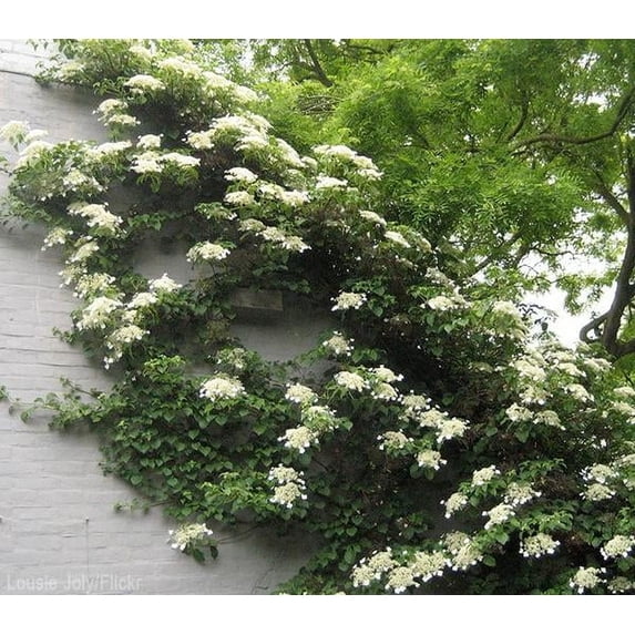 Climbing Hydrangea Anomala Petiolaris - Fragrant Shrub, Outdoor Patio ...