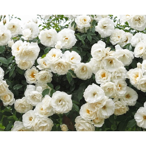 Climbing Iceberg Rose Plant Live for Planting, White Floribunda Rose ...