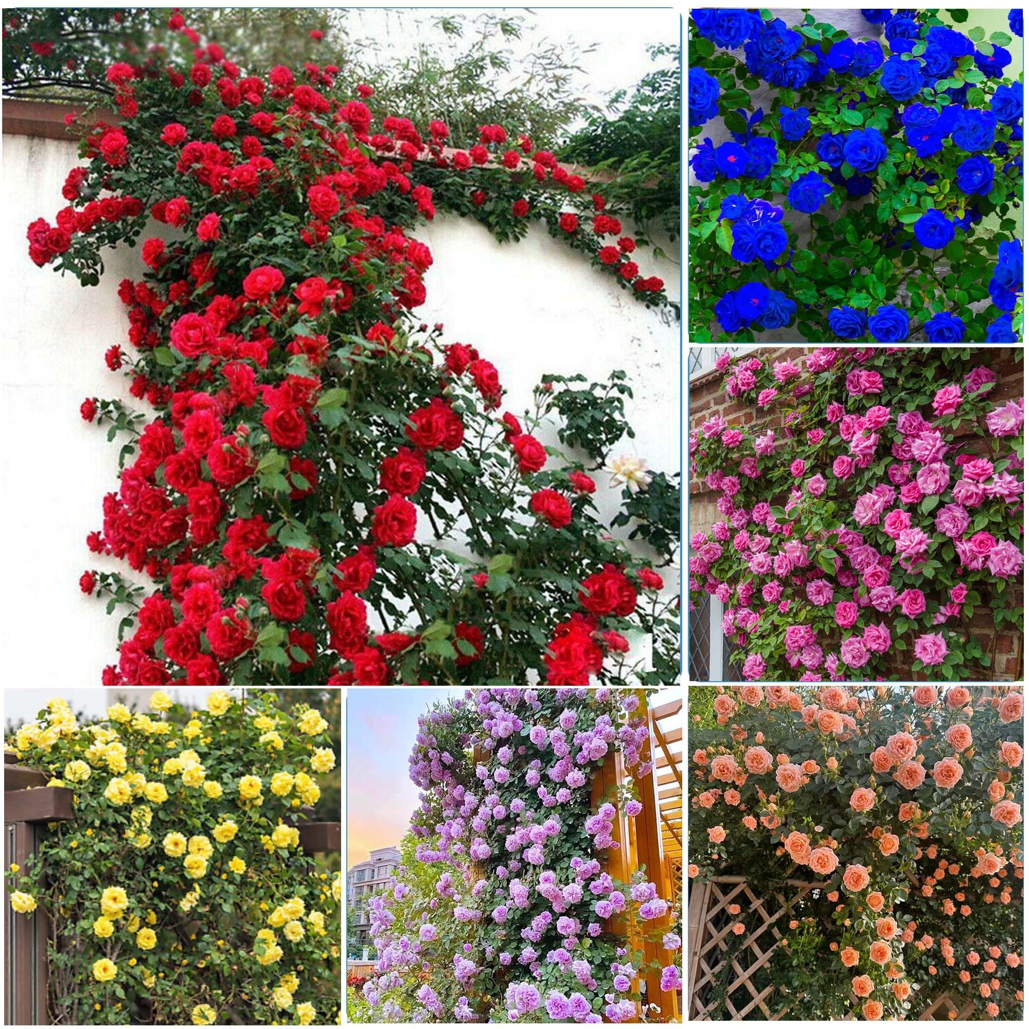 Climbing Rose Seeds for Planting - MVR1 300+ Mix Climbing Rose Rosa Bush Vine Climbing Flowers ...