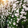 Climbing Roses Live Plants, Fragrant Climber Rose for Garden, 4 to 10 ...