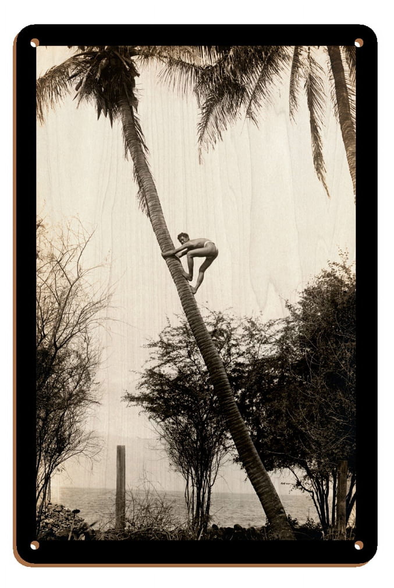 Climbing for Coconuts - Lahaina Hawaii USA - Vintage Hawaiian Real ...