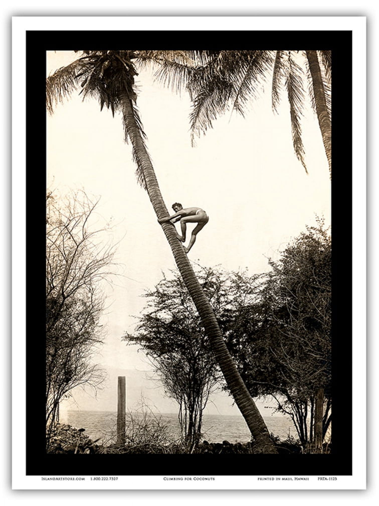 Climbing for Coconuts - Lahaina Hawaii USA - Vintage Hawaiian Real Photo Postcard by Ray Jerome ...