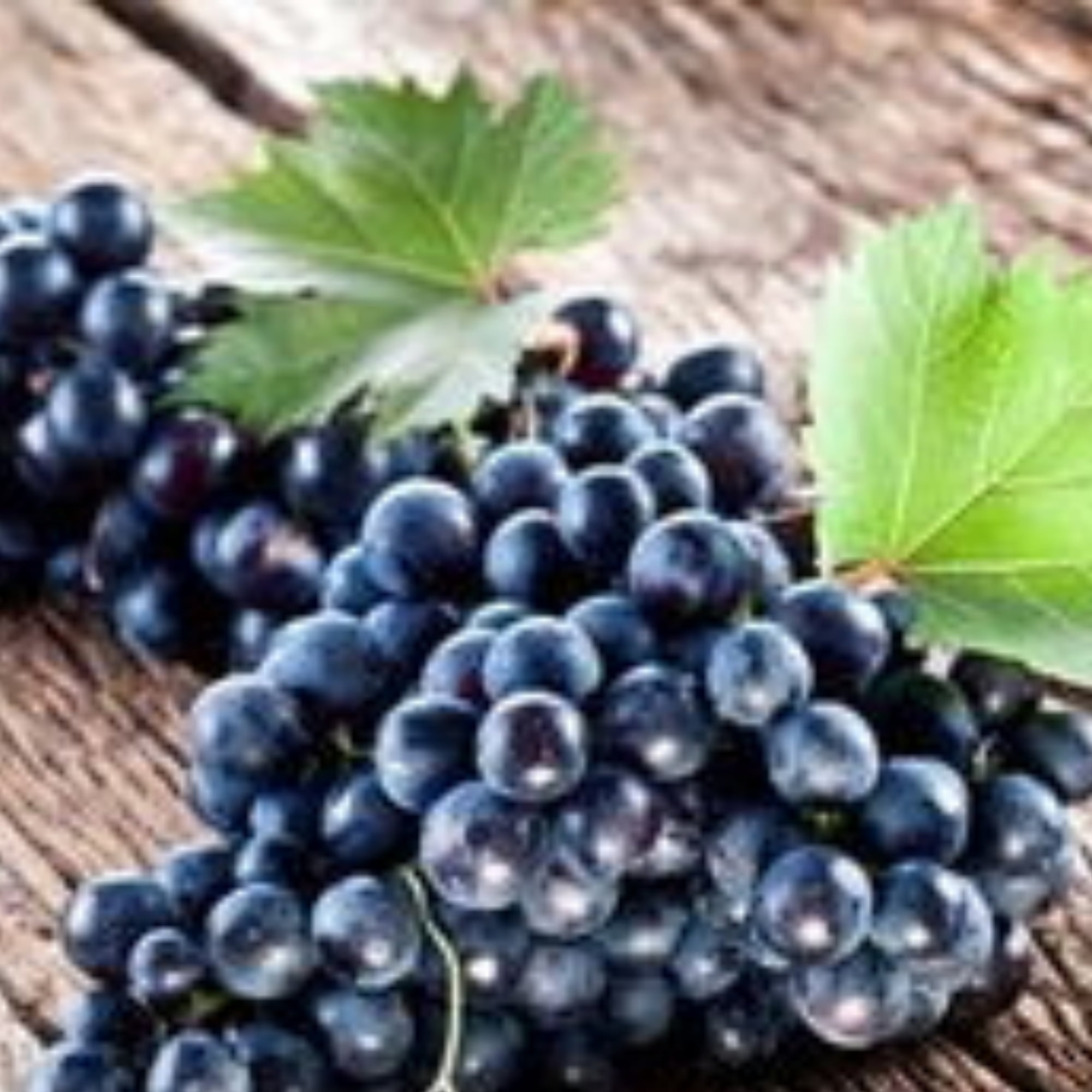 Climbing green grapes – quick formation, dense vines and leaves, can ...