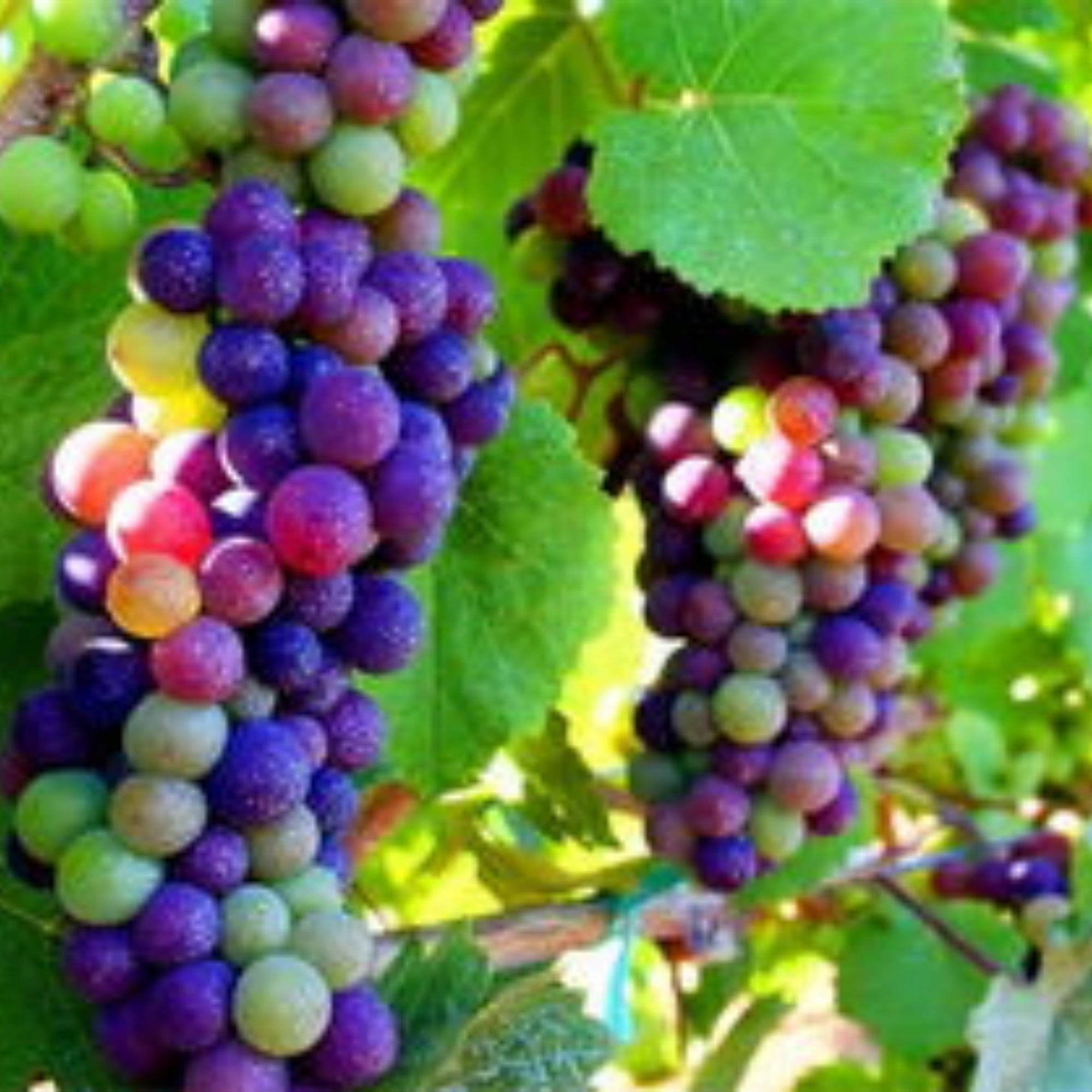 Climbing green grapes – quick formation, dense vines and leaves, can ...