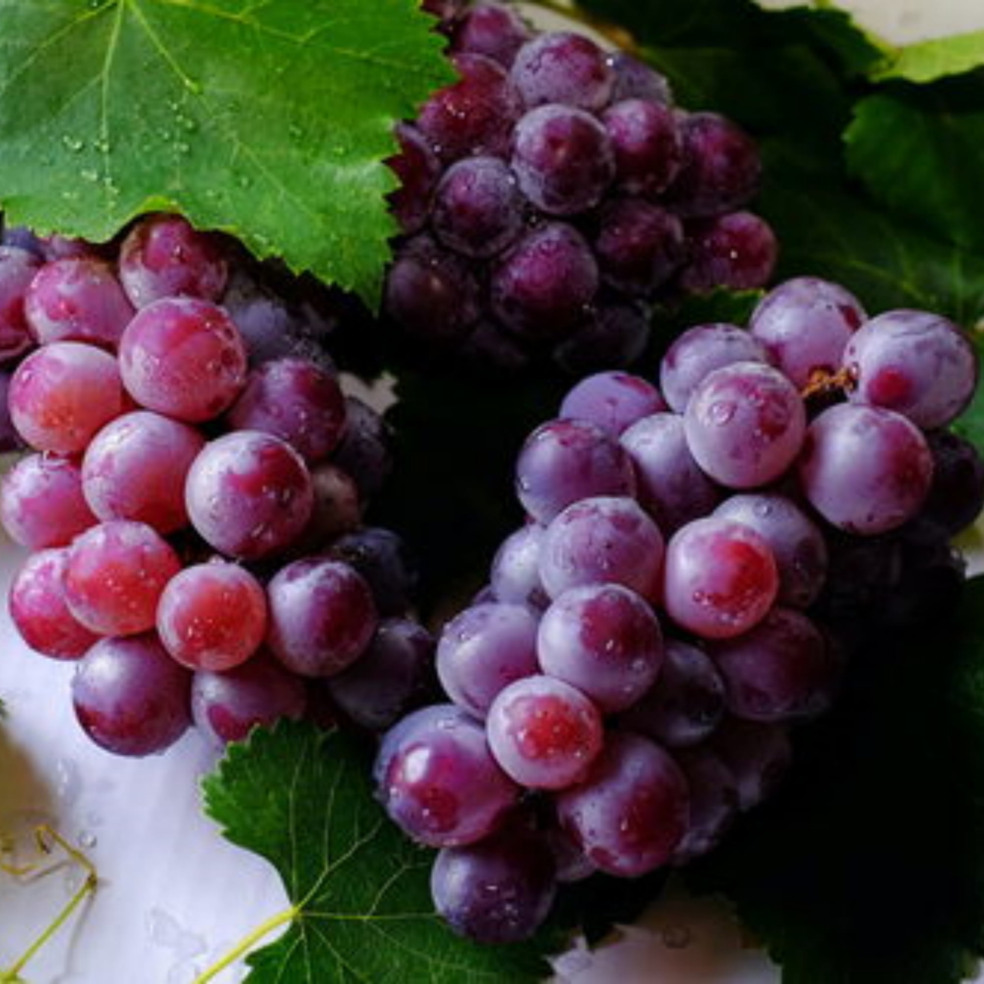 Climbing green grapes – quick formation, dense vines and leaves, can ...