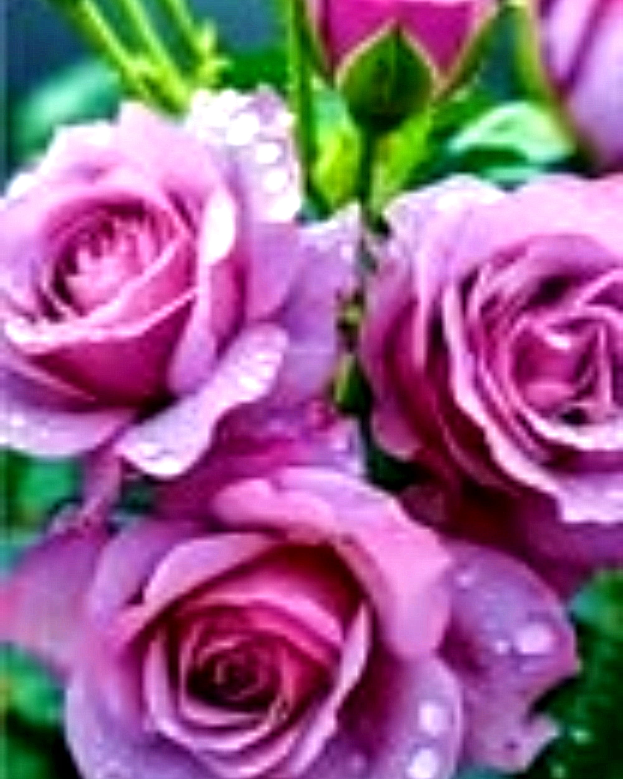 Climbing roses, garden fence choice , large amount of flowers - Walmart.com