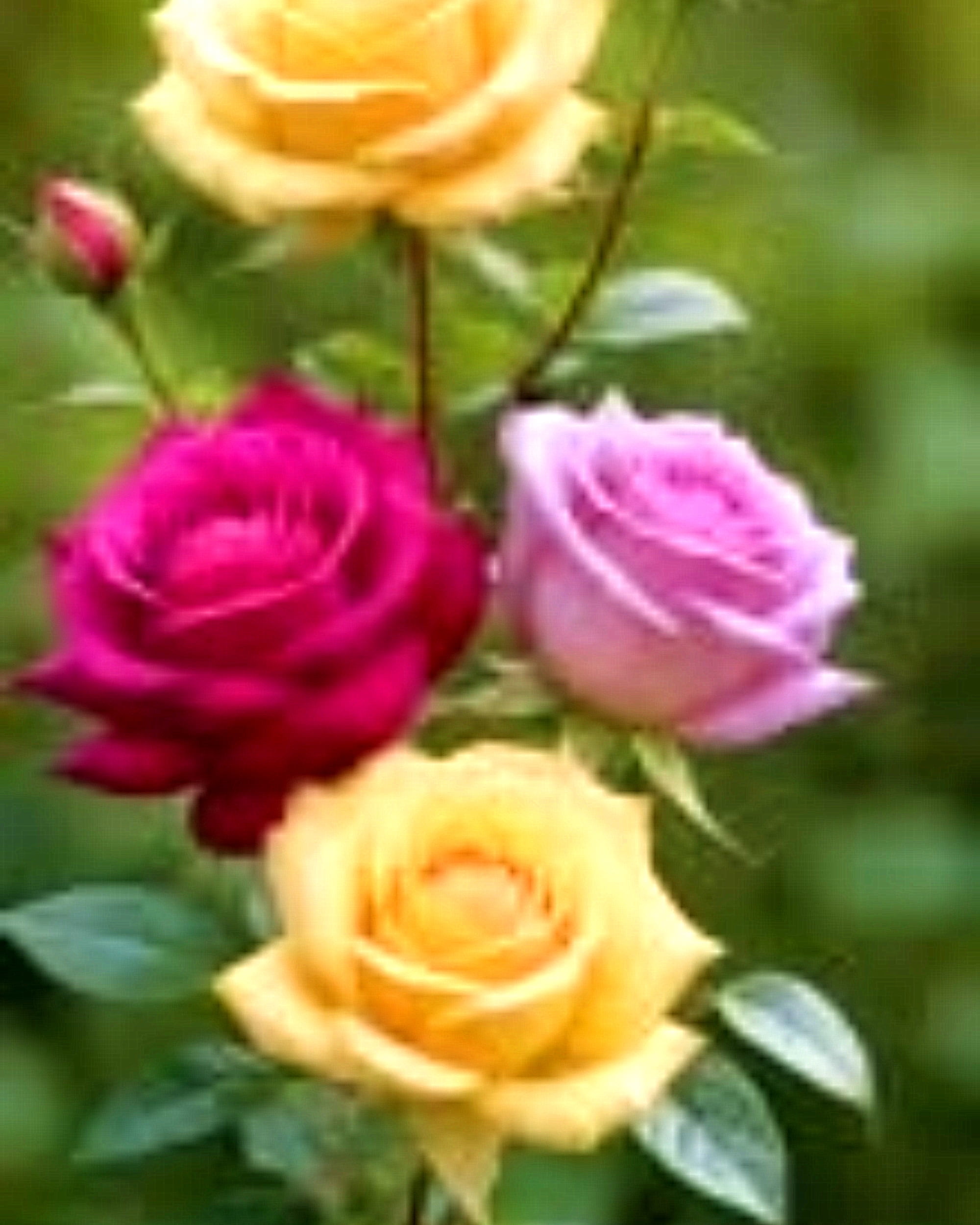 Climbing roses, garden fence choice , large amount of flowers - Walmart.com