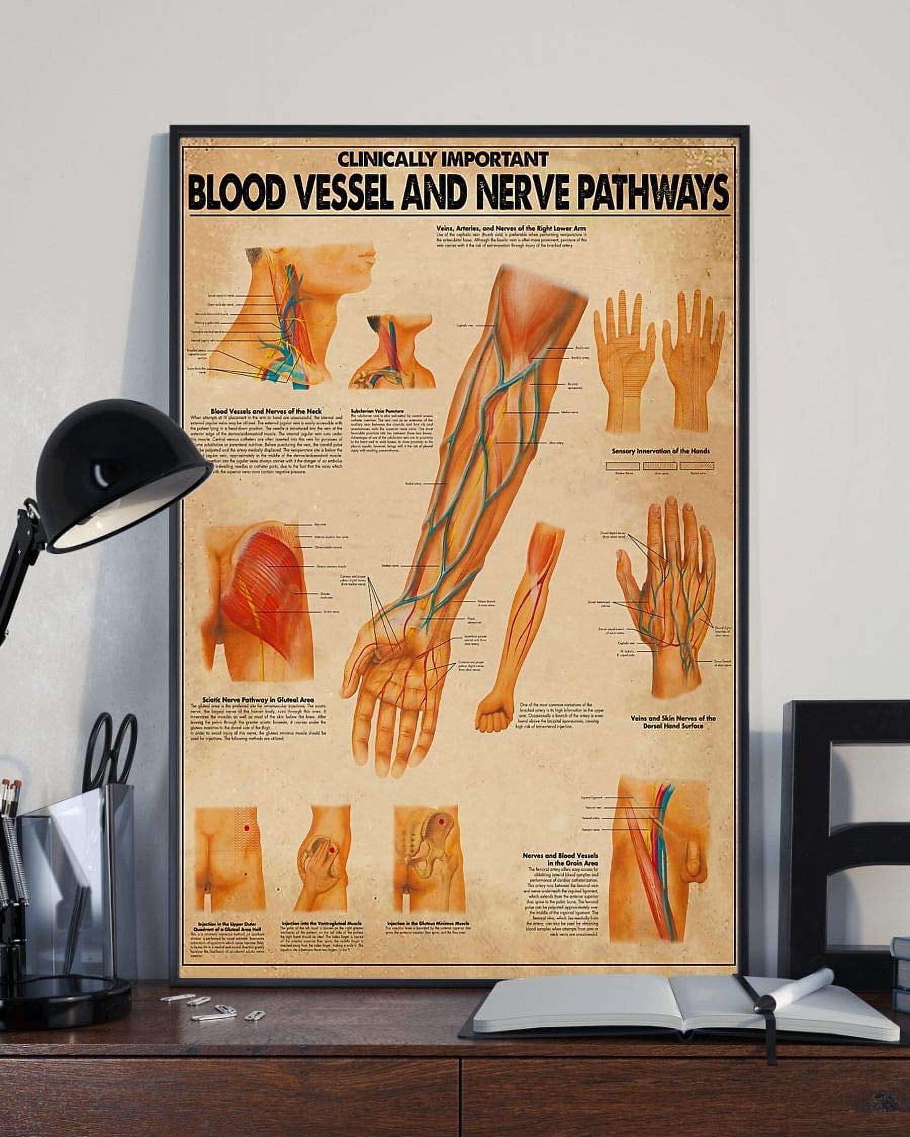 Clinically Important Blood Vessel And Nerve Pathways Satin Poster Wall ...