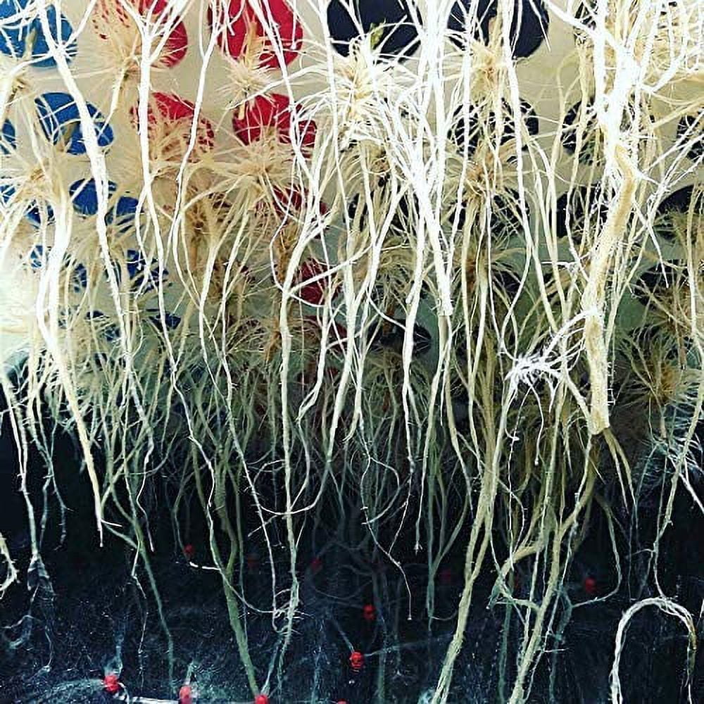 Clone King 36 Site Aeroponic Cloning Machine - Walmart.com