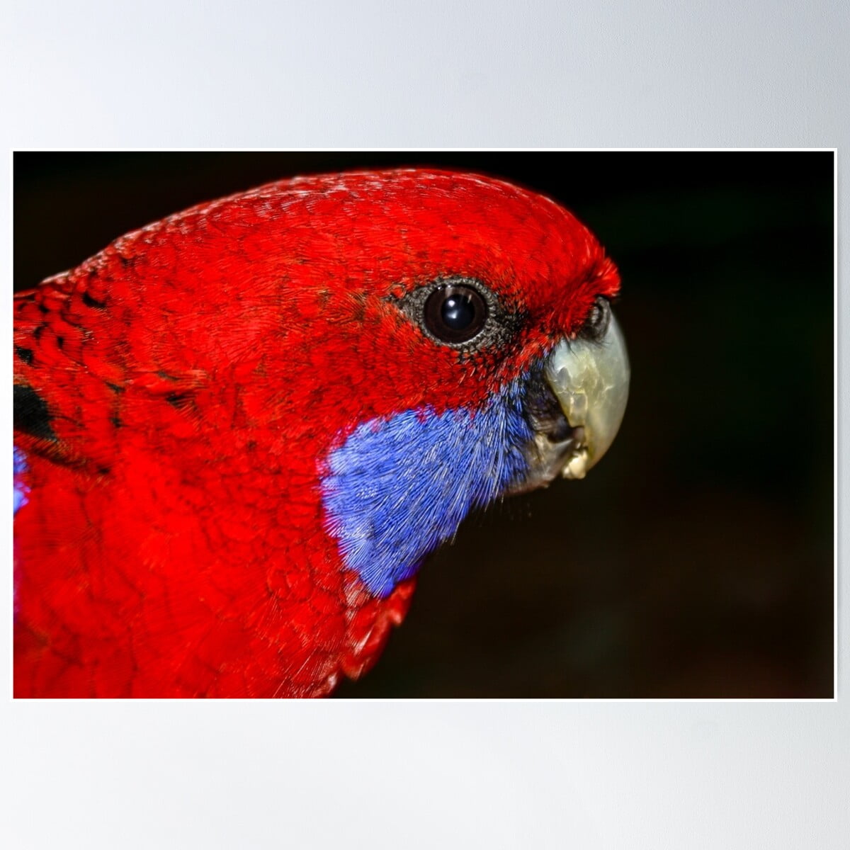 Close Up Of Native Australian Rosella Bird With A Red Head And Flash Of ...