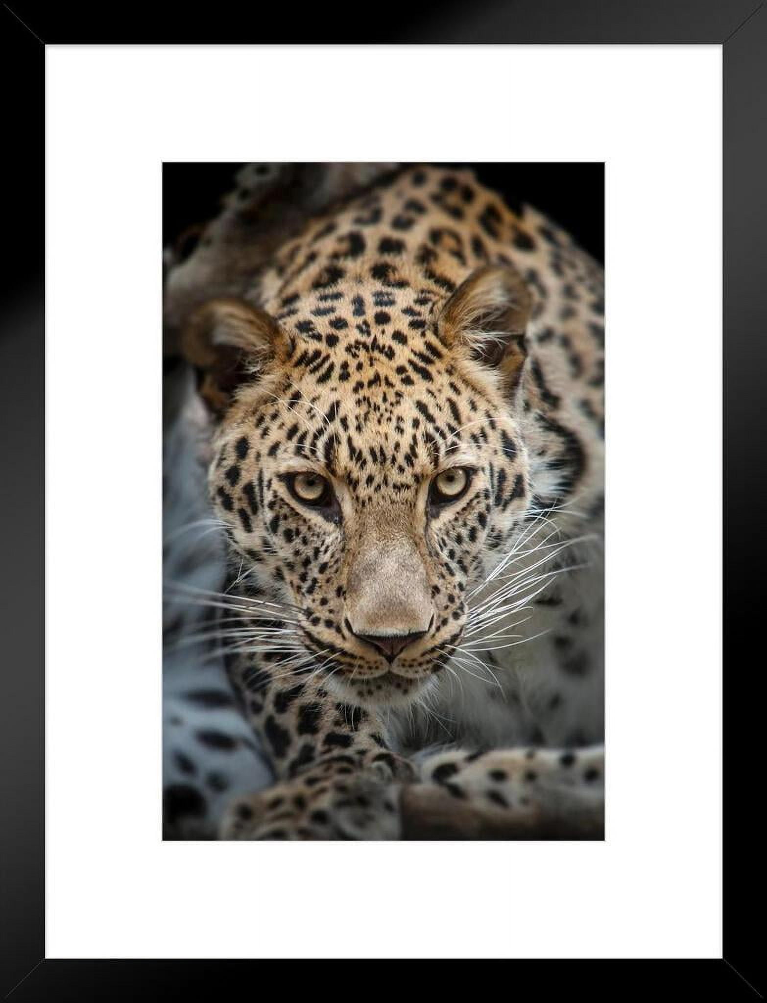 Close Up of Angry Leopard Photo Leopard Pictures Wall Decor Jungle ...