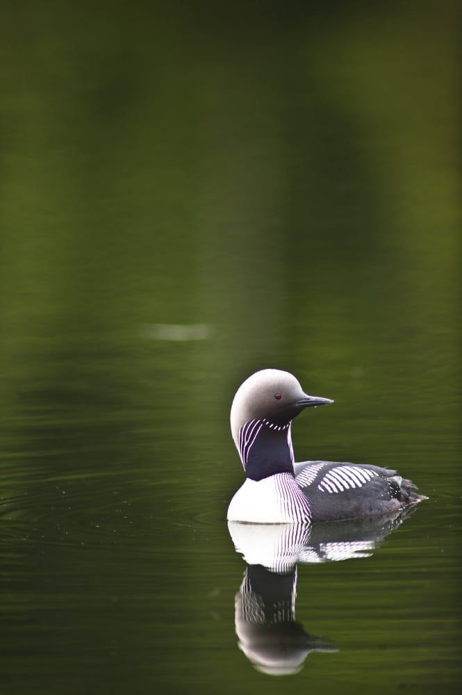 Close Up Of A Pacific Loon Swimming In A Pond In Chugach State Park ...