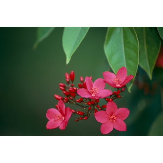Close-Up Of Deep Dark Pink Blossoms On Tree Leaves A23F Canvas Art ...