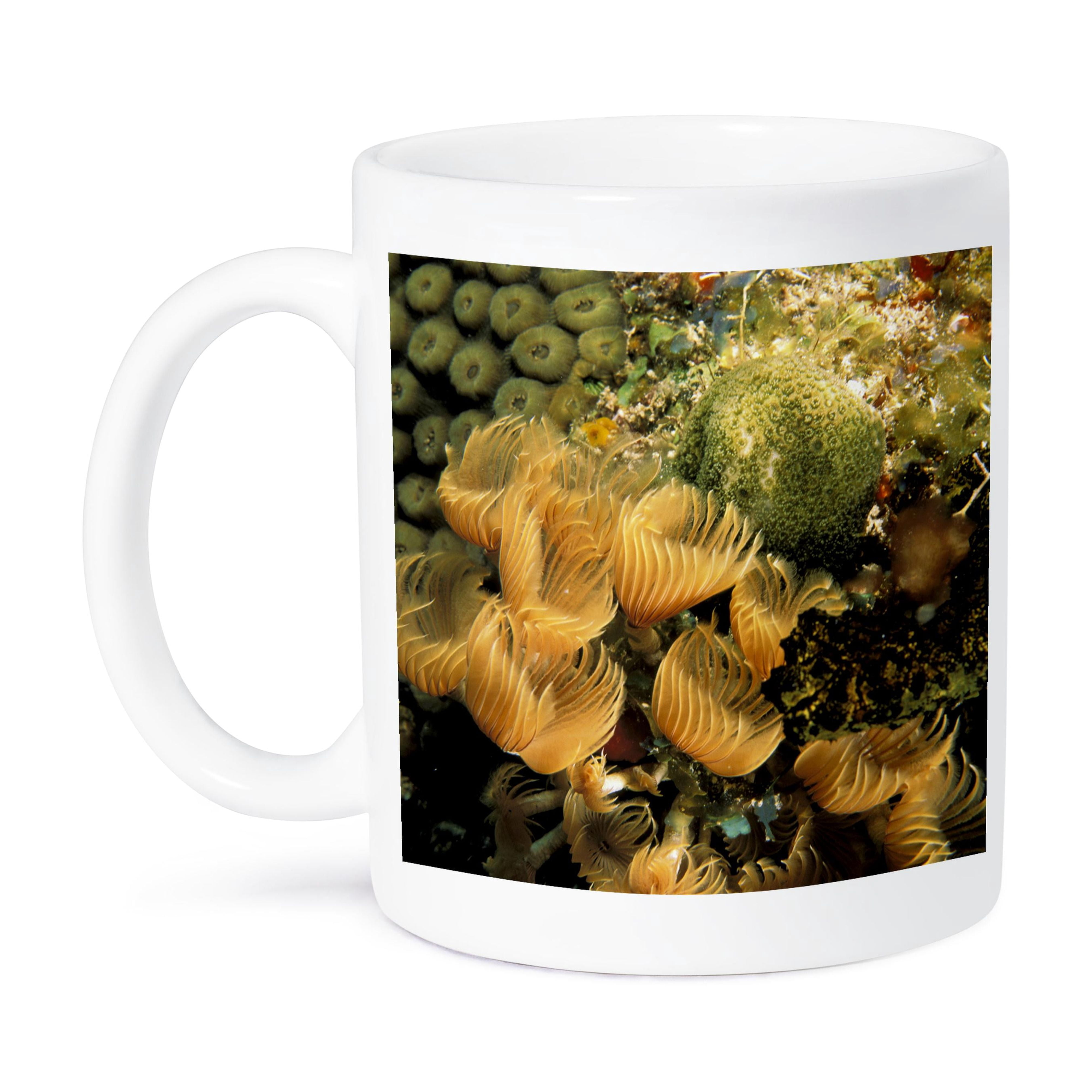 Close Up Of Feather Duster Worms, Marine Life - Na02 Mwt0042 - Michele ...