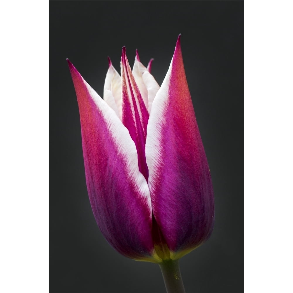 Close-Up Of Purple And White Tulip Head Against A Black Background ...