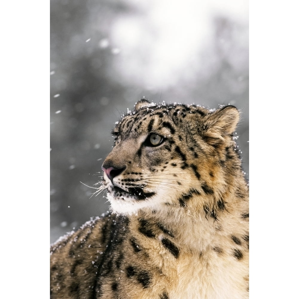 Close Up Of Snow Leopard by Tom Soucek / Design Pics (22 x 34 ...