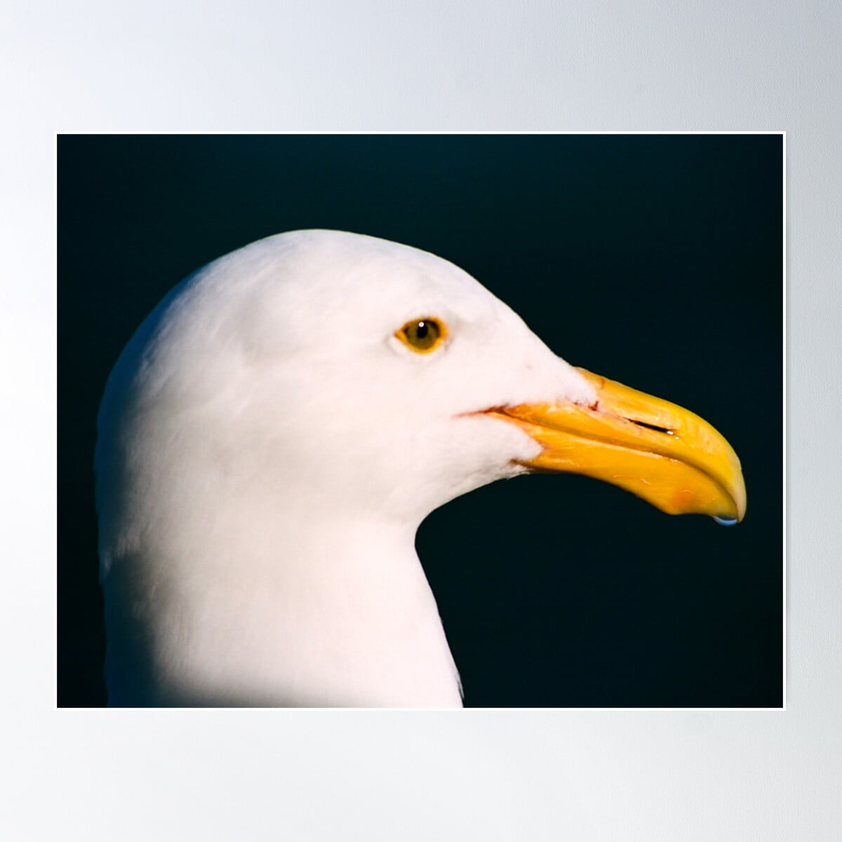 Close Up Of The Seagull. Poster Wall Art, Modern Wall Decor For Living ...
